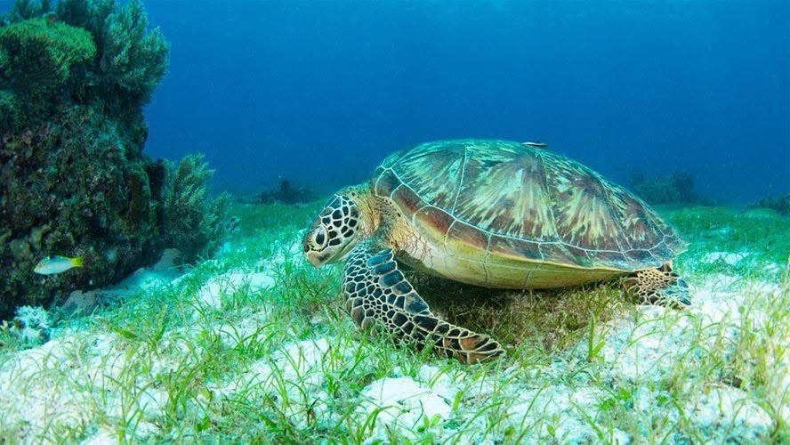 Xcacel-Xcacelito, santuario de tortugas marinas protegido en el Caribe ...